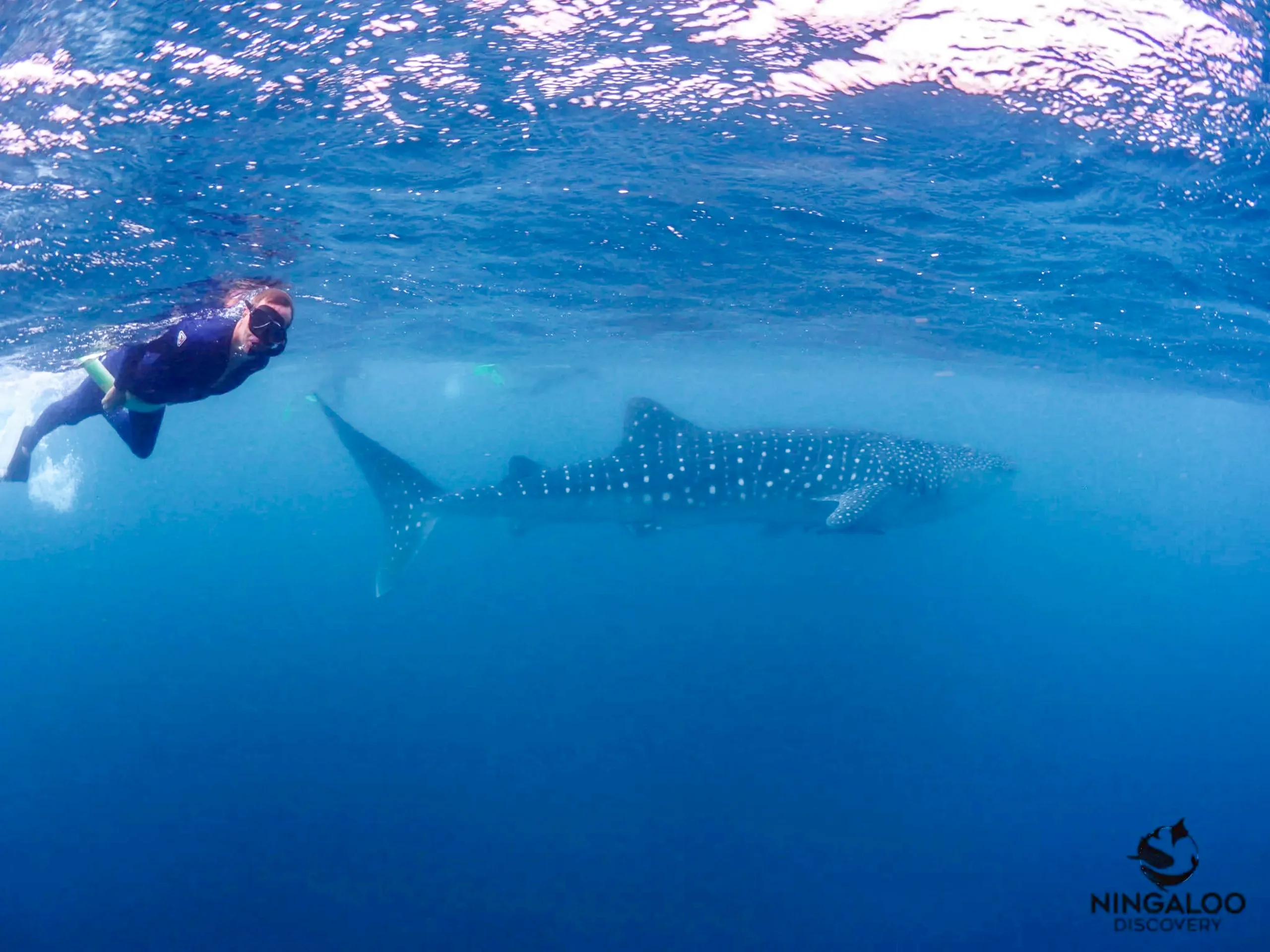 Whale Sharks Australia