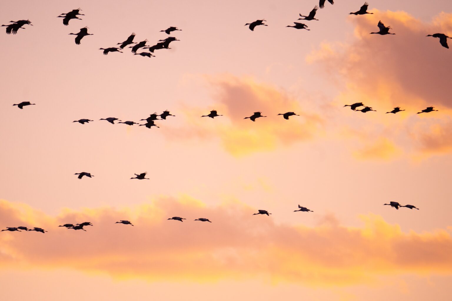3 Day Nebraska Sandhill Crane Itinerary - Organized Adventurer
