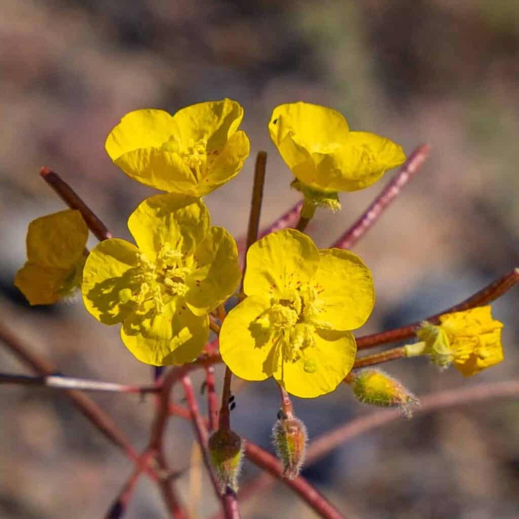 The Ultimate Guide to the 2026 Death Valley Wildflower Super Bloom
